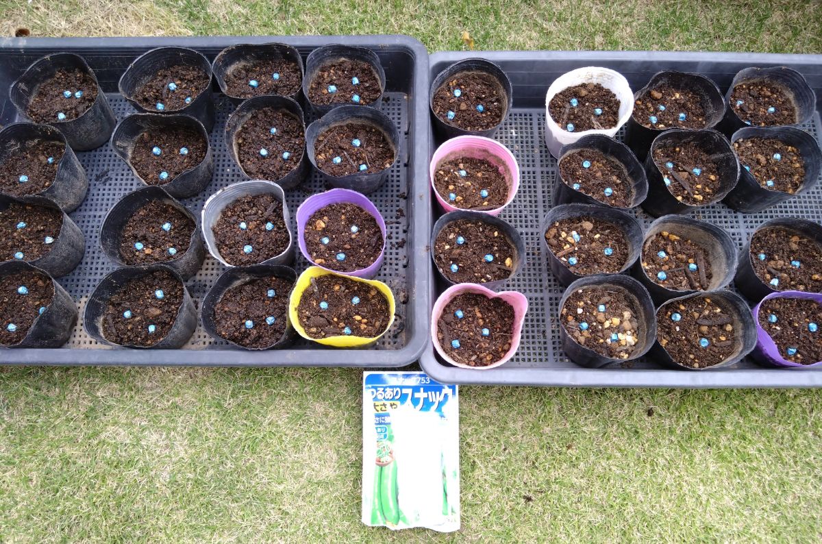 スナックエンドウの種蒔き【今年は越冬栽培に挑戦】 - YUPINの投資と暮らしの日記