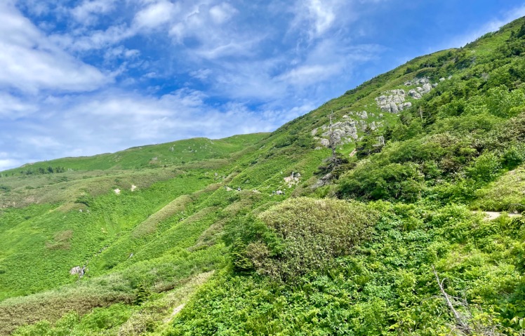 白山：まさに高山植物の宝庫 - 二百名山を気長に登るブログ