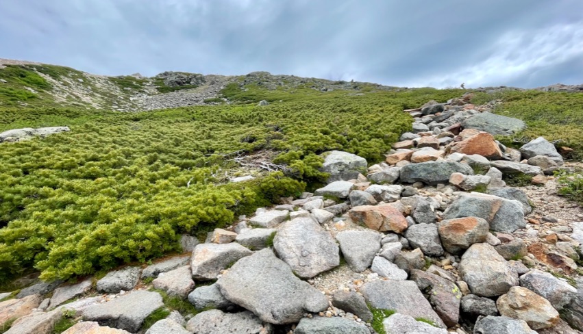 白山：まさに高山植物の宝庫 - 二百名山を気長に登るブログ