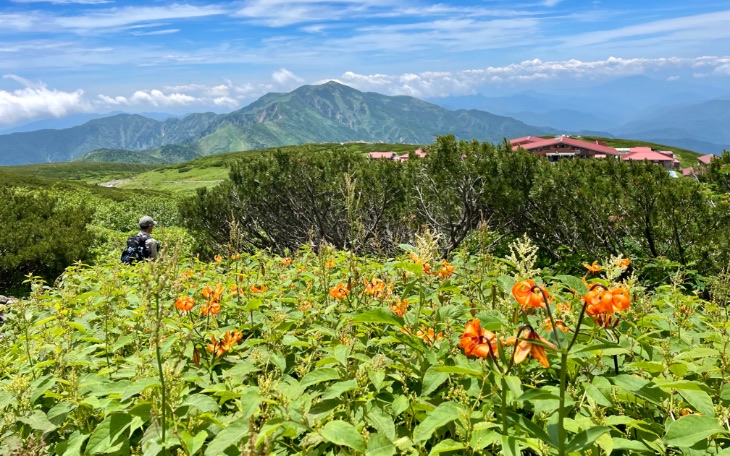 白山：まさに高山植物の宝庫 - 二百名山を気長に登るブログ