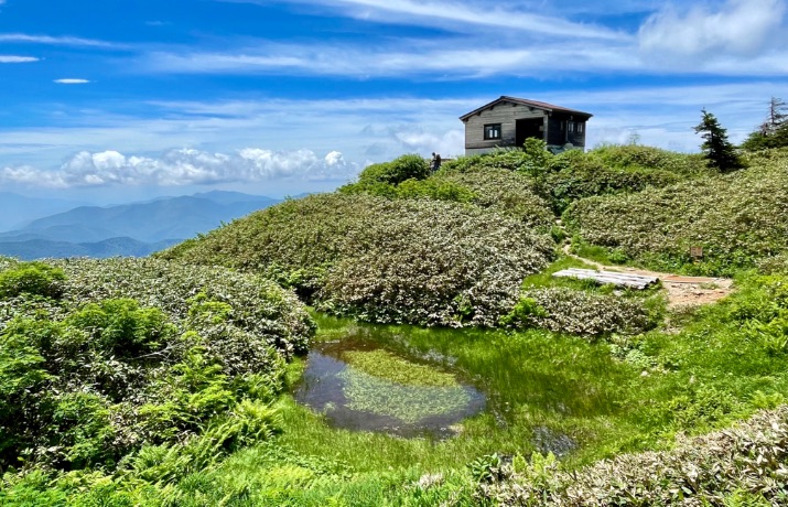 白山：まさに高山植物の宝庫 - 二百名山を気長に登るブログ
