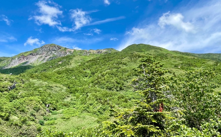 白山：まさに高山植物の宝庫 - 二百名山を気長に登るブログ