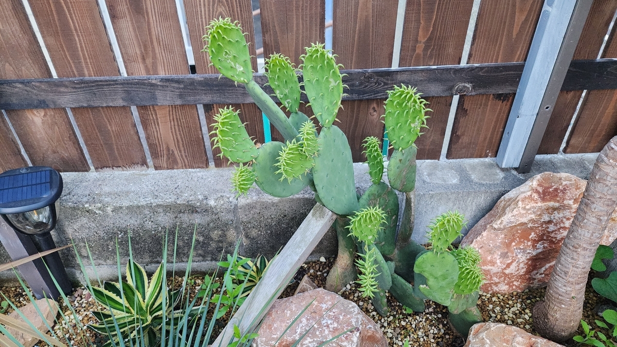 Yumetaroのブログ