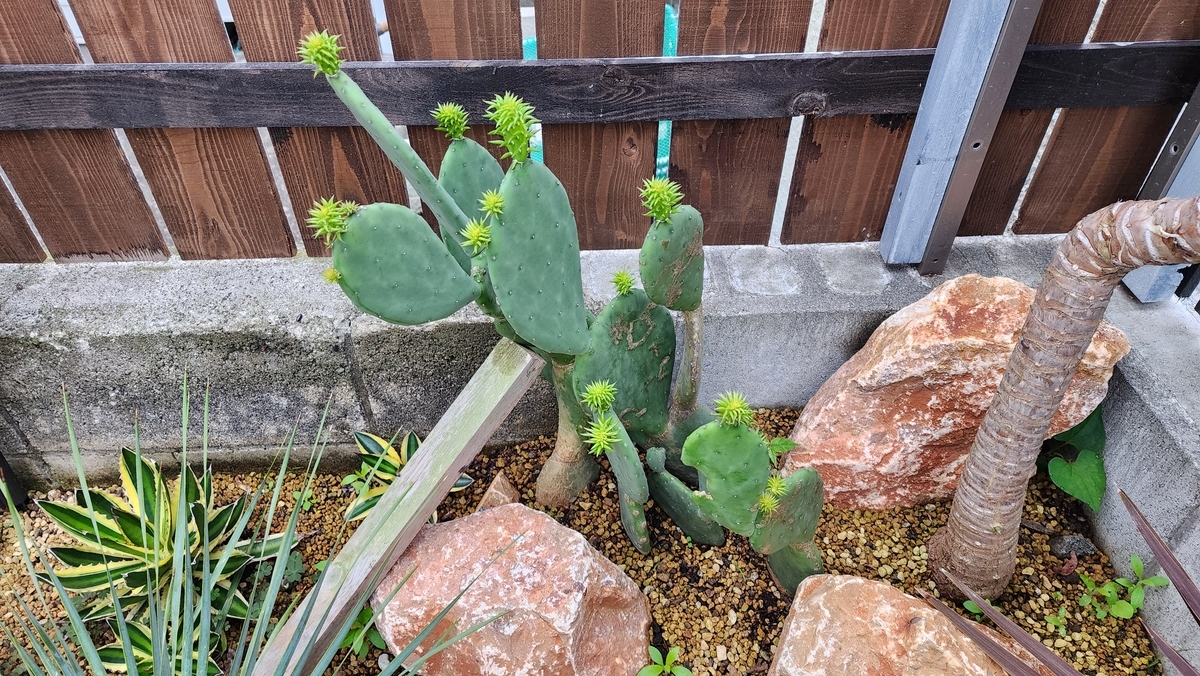 Yumetaroのブログ