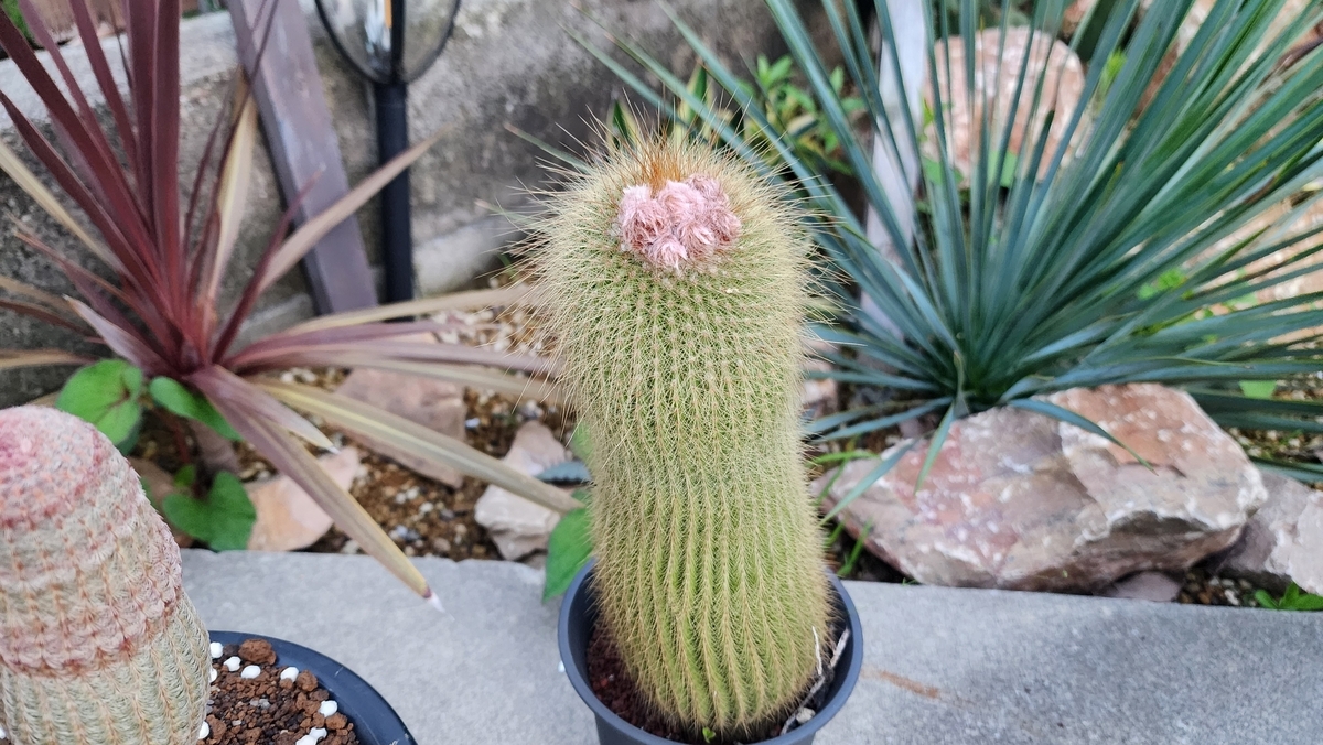 Yumetaroのブログ