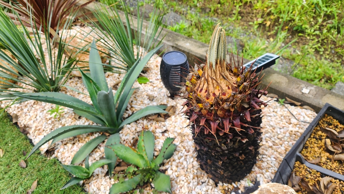 Yumetaroのブログ