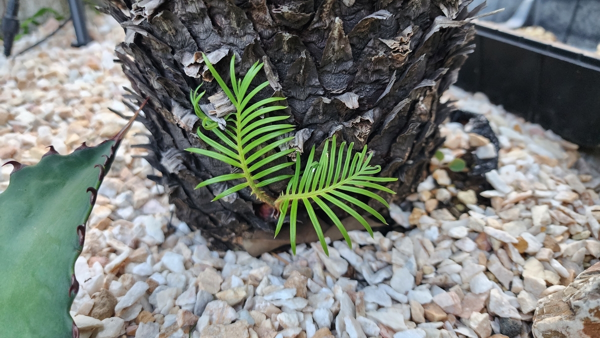 Yumetaroのブログ