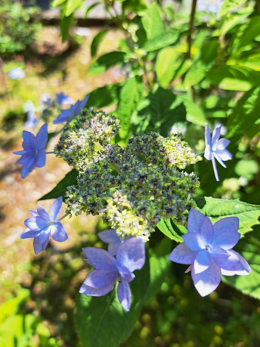 アジサイと花菖蒲を見たくて - a0084’s diary