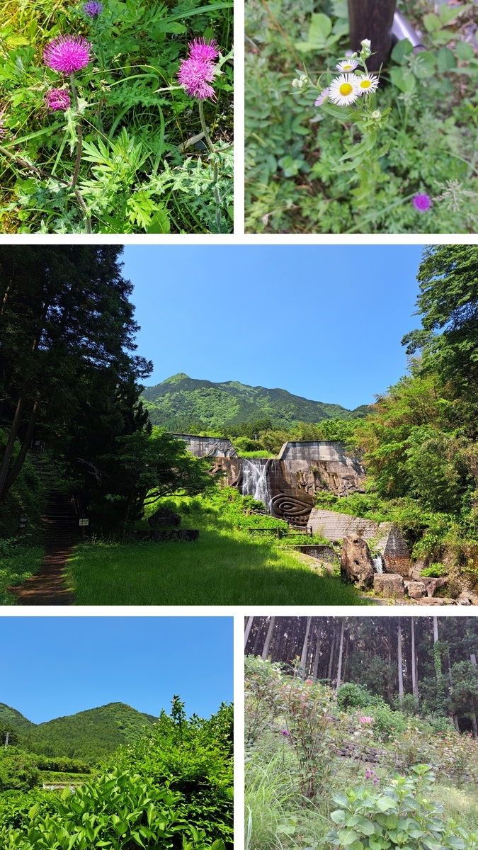 アジサイと花菖蒲を見たくて - a0084’s diary