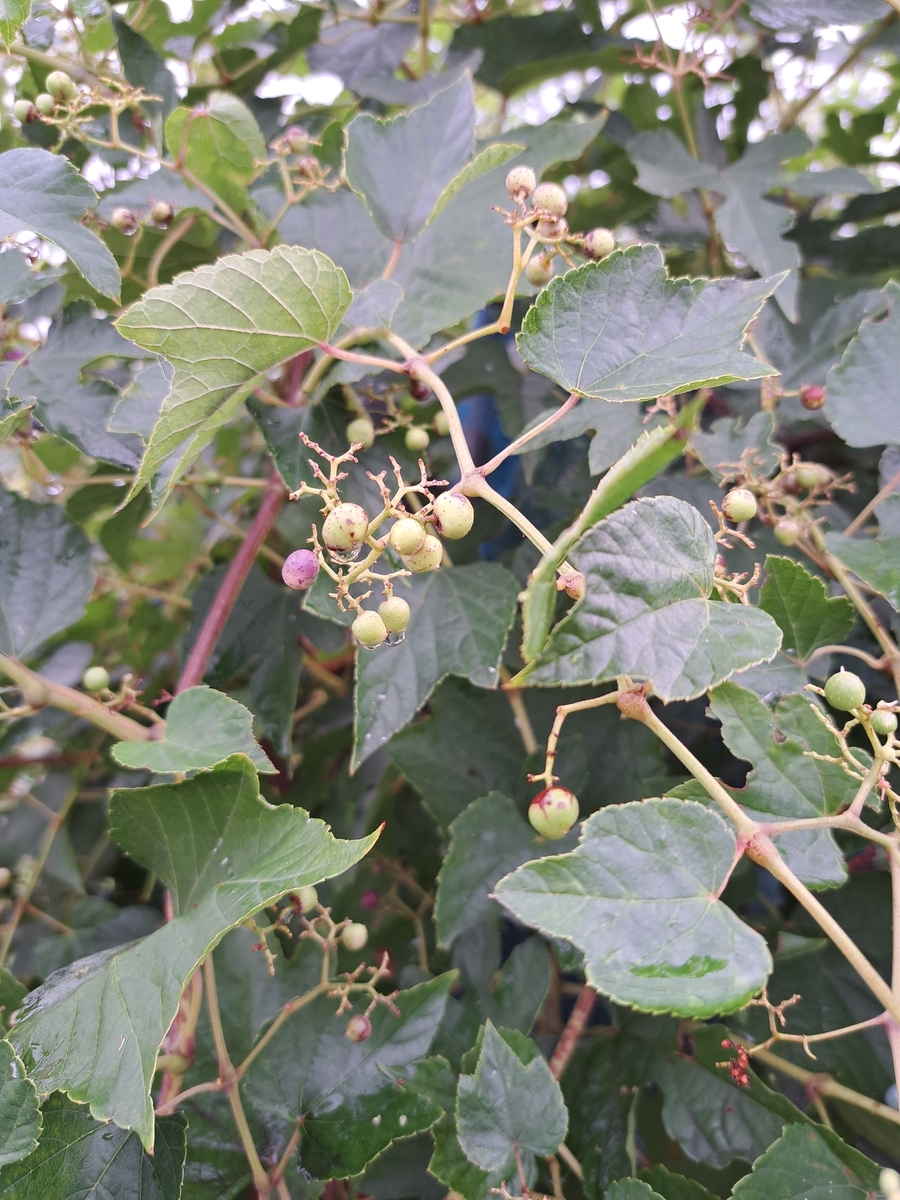 小さな秋 - a0084’s diary