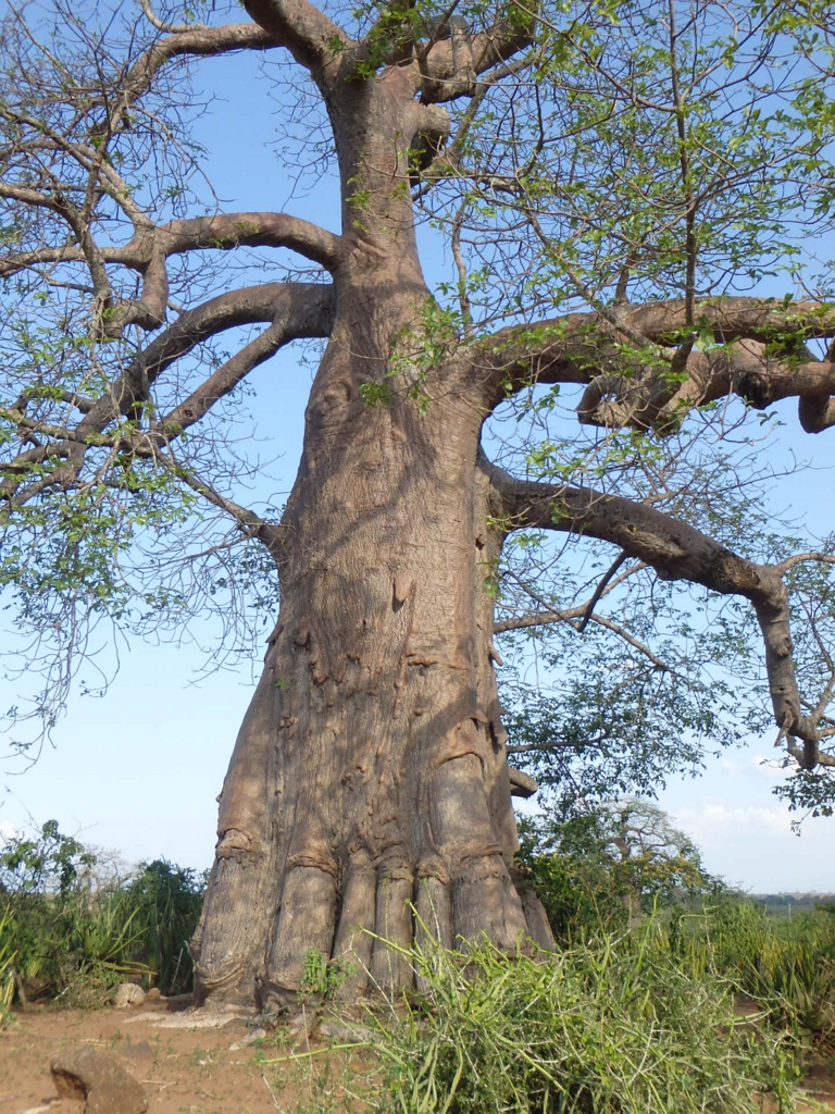 matope, matope, onomatope - The Float