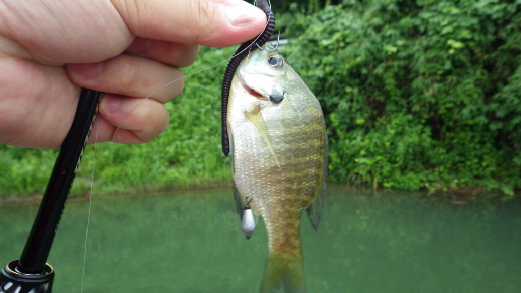 ぼーず - Abnormality - Bass Fishing