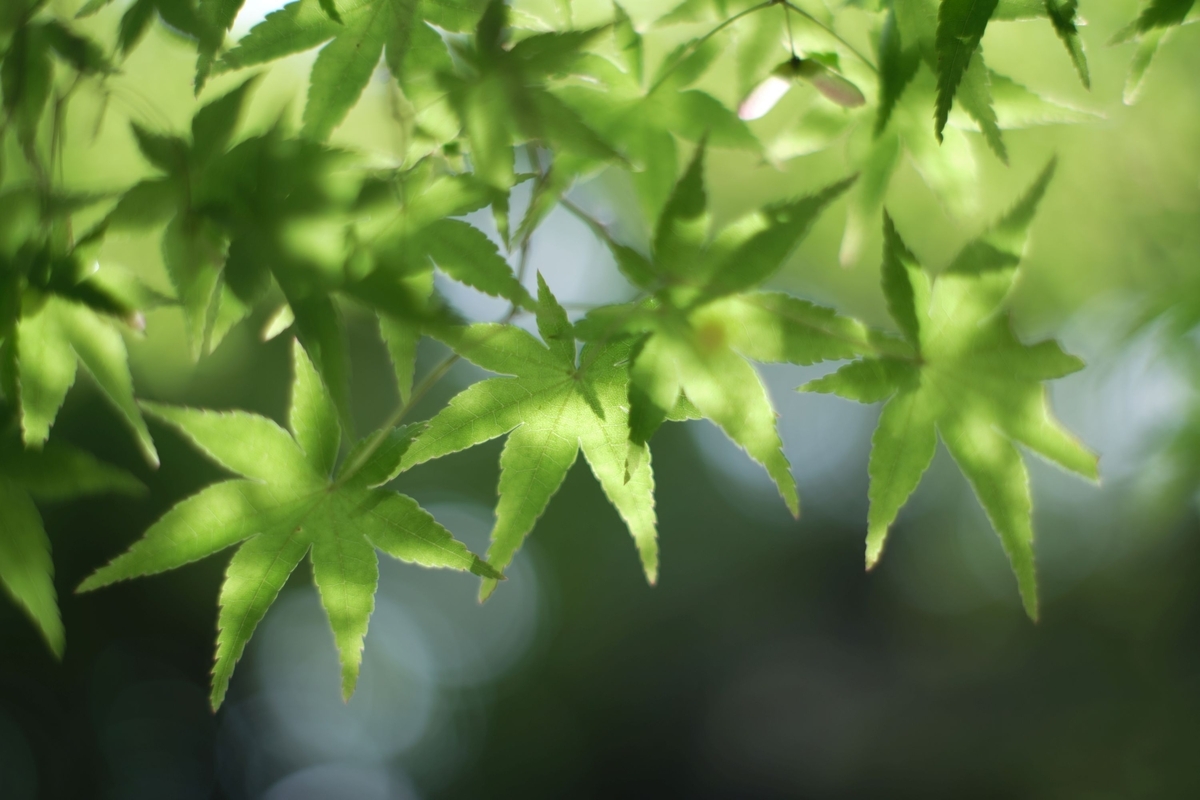 OSANON 55mm F1.8 と散歩 - Futatabi-Hajimeru