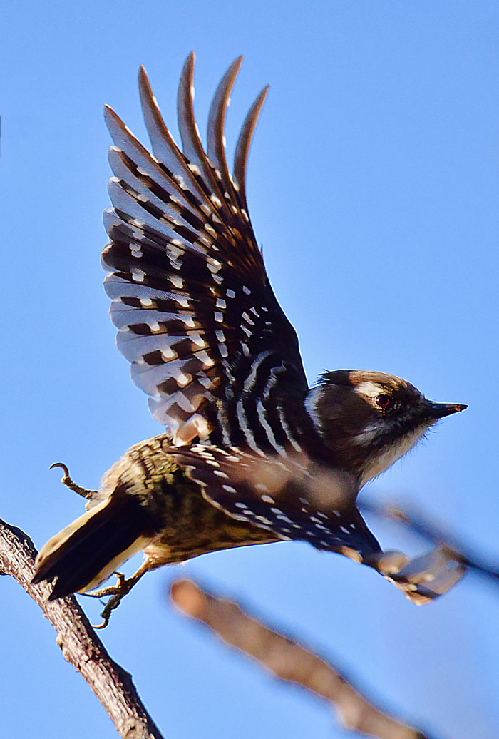 コゲラの飛翔 - agohige.hiro3