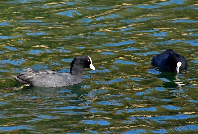 オオバン - agohige.hiro3