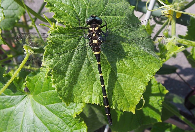 オニヤンマ - agohige.hiro3