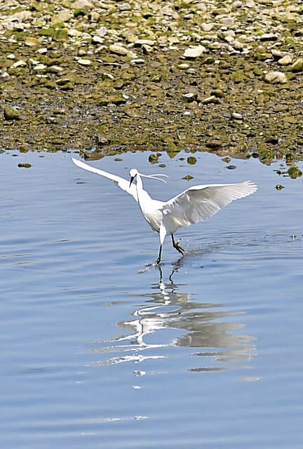 サギの乱舞 - agohige.hiro3