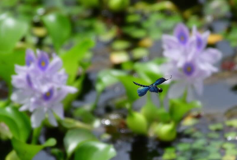 ホバリング??? - agohige.hiro3