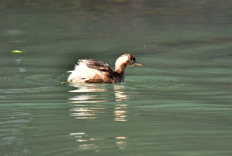 カイツブリ - agohige.hiro3