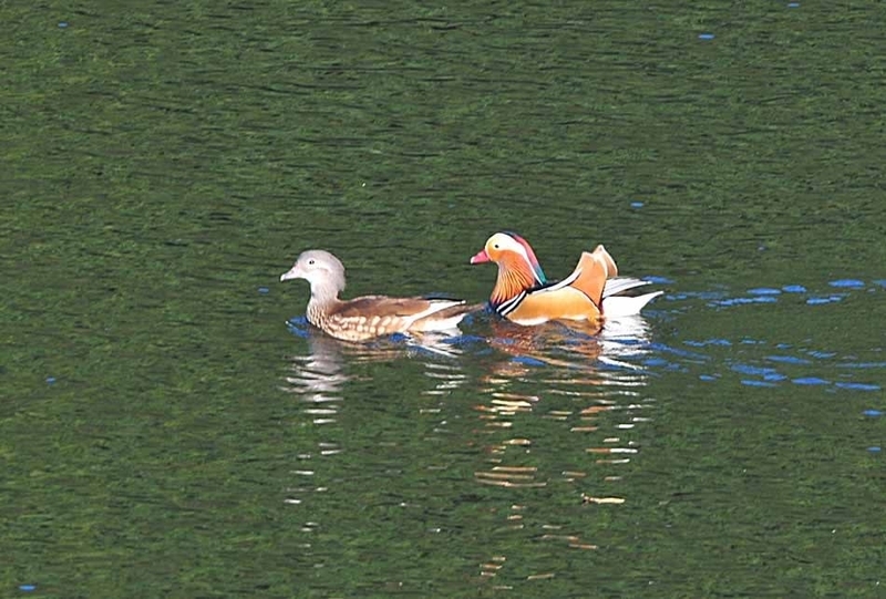 オシドリ飛来 - agohige.hiro3