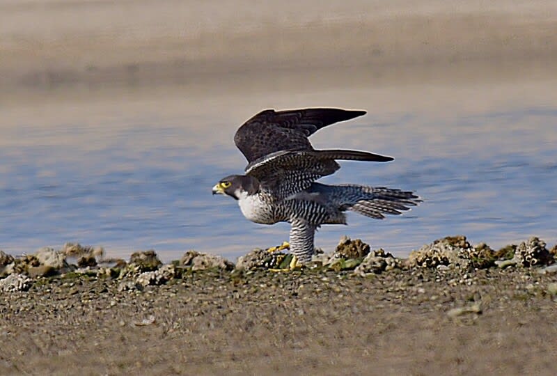 ハヤブサ - agohige.hiro3