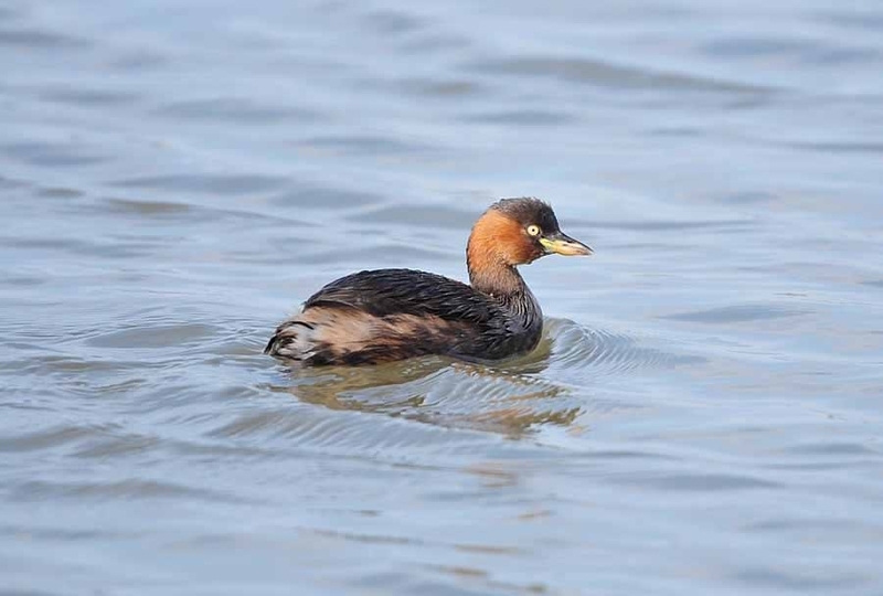 カイツブリ - agohige.hiro3