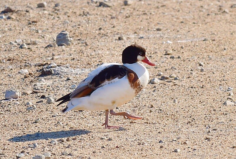 ツクシガモ - agohige.hiro3