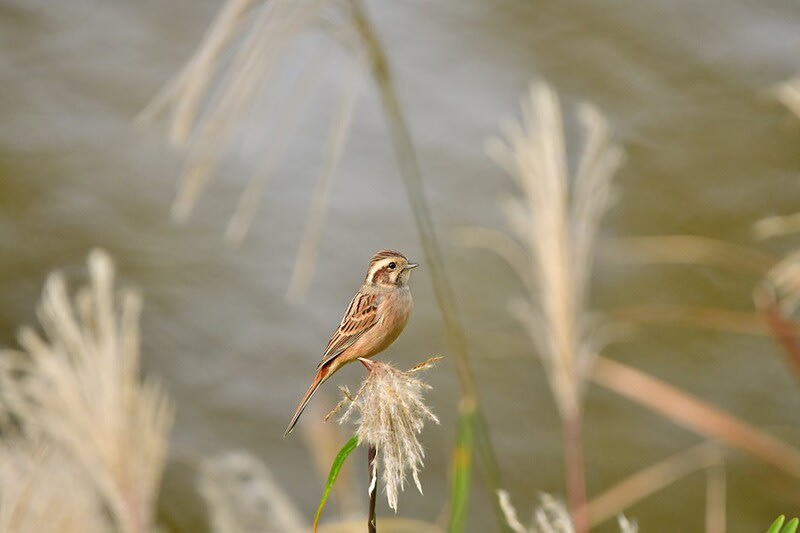 ホオジロ - agohige.hiro3