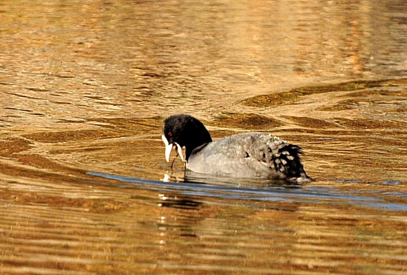 ゆったり採取 - agohige.hiro3