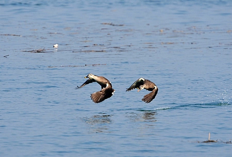 バトル - agohige.hiro3