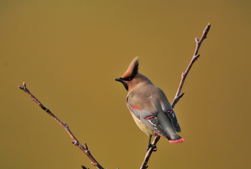 バッチリ - agohige.hiro3