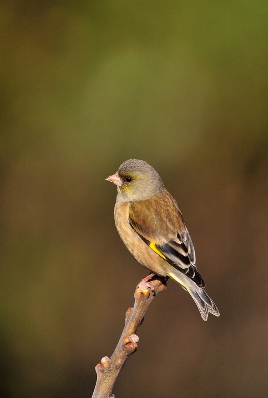 今日は1羽です - agohige.hiro3