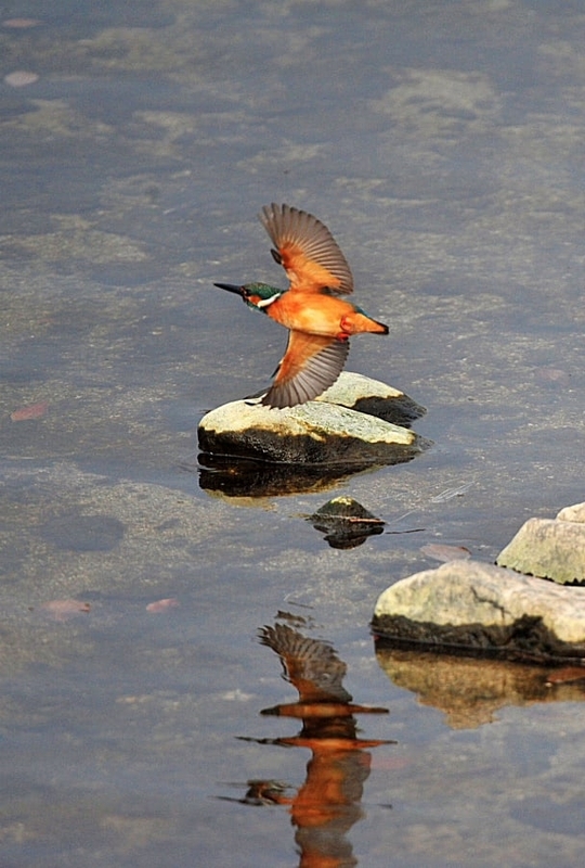 腹と背中 - agohige.hiro3