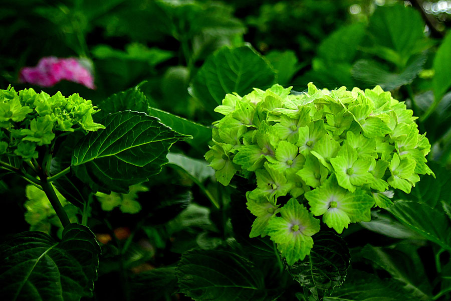 緑のアジサイ - agohige.hiro3