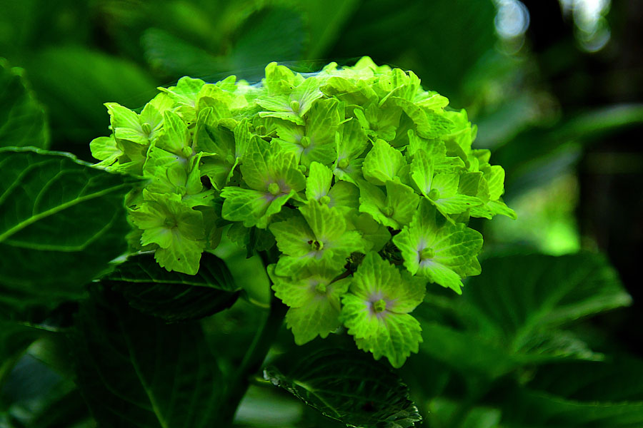 緑のアジサイ - agohige.hiro3