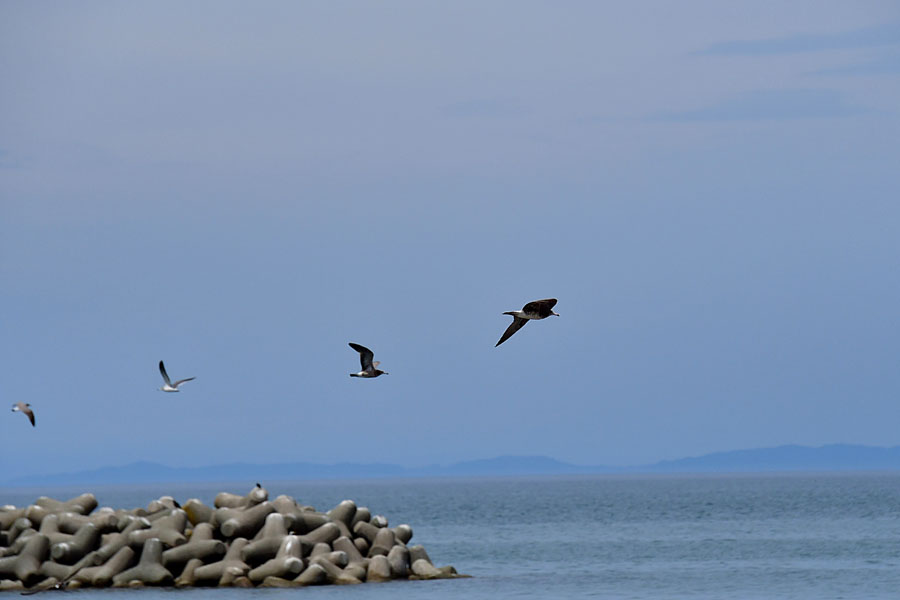 飛翔です - agohige.hiro3