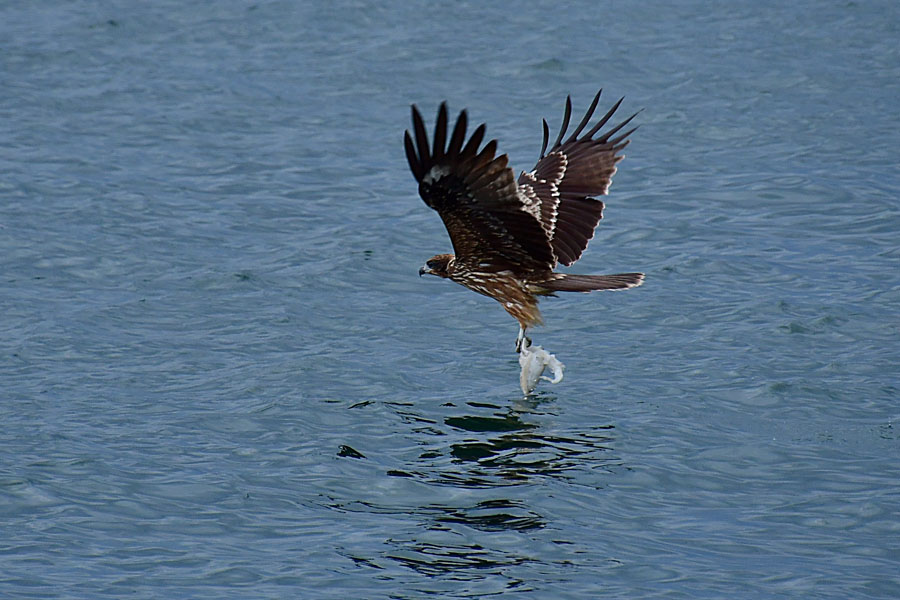 トンビ落とす - agohige.hiro3
