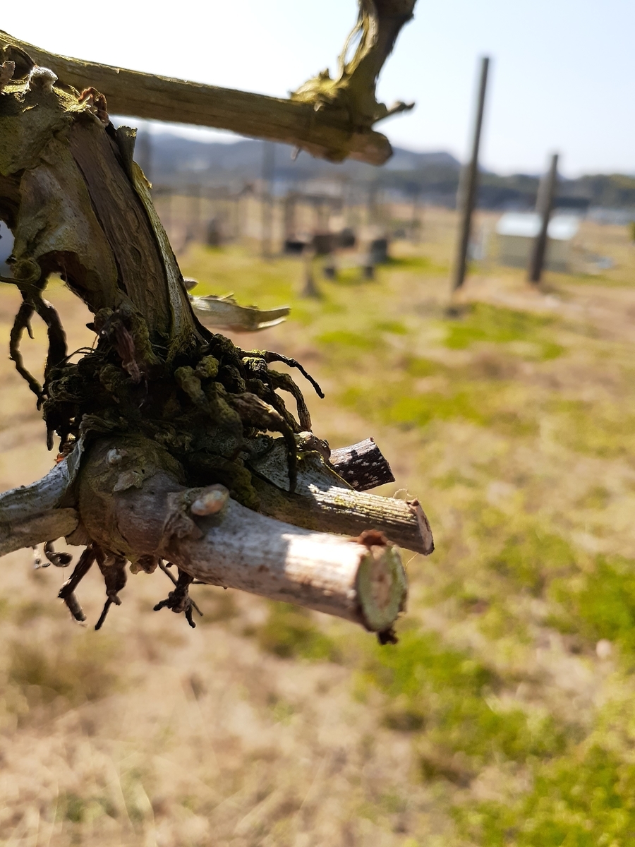 枝の剪定 - agrapeのブログ