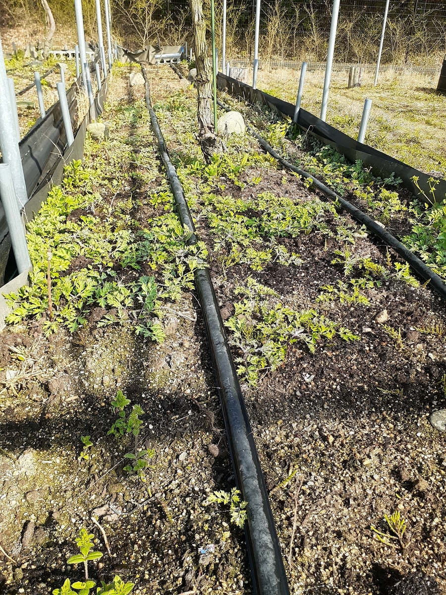 灌水設置 - agrapeのブログ