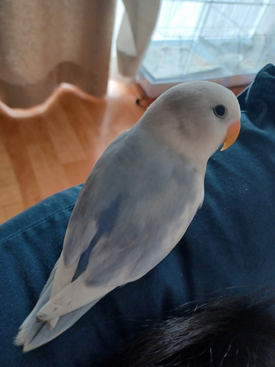 コザクラインコ - agrapeのブログ