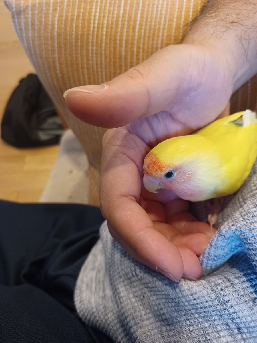 コザクラインコ - agrapeのブログ