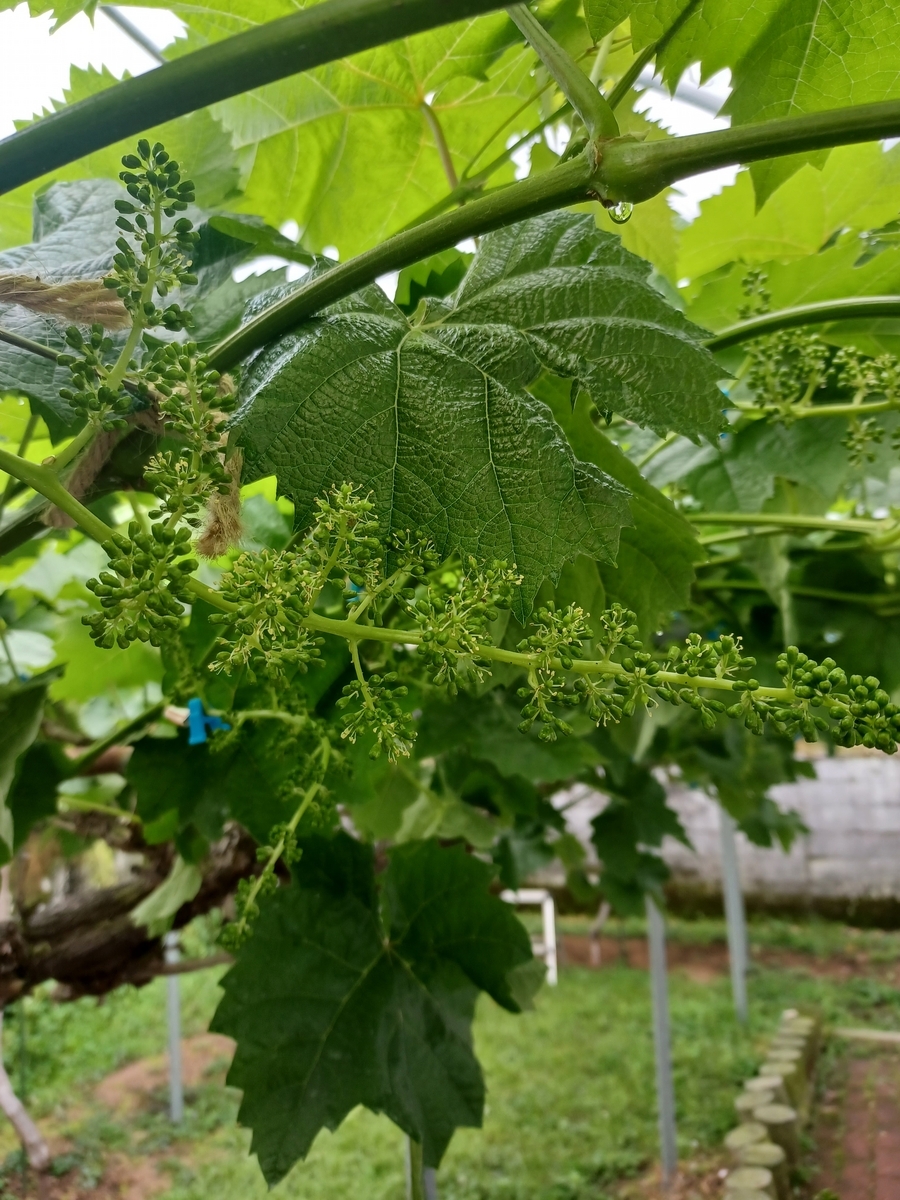 シャインマスカット、キングデラ開花 - agrapeのブログ