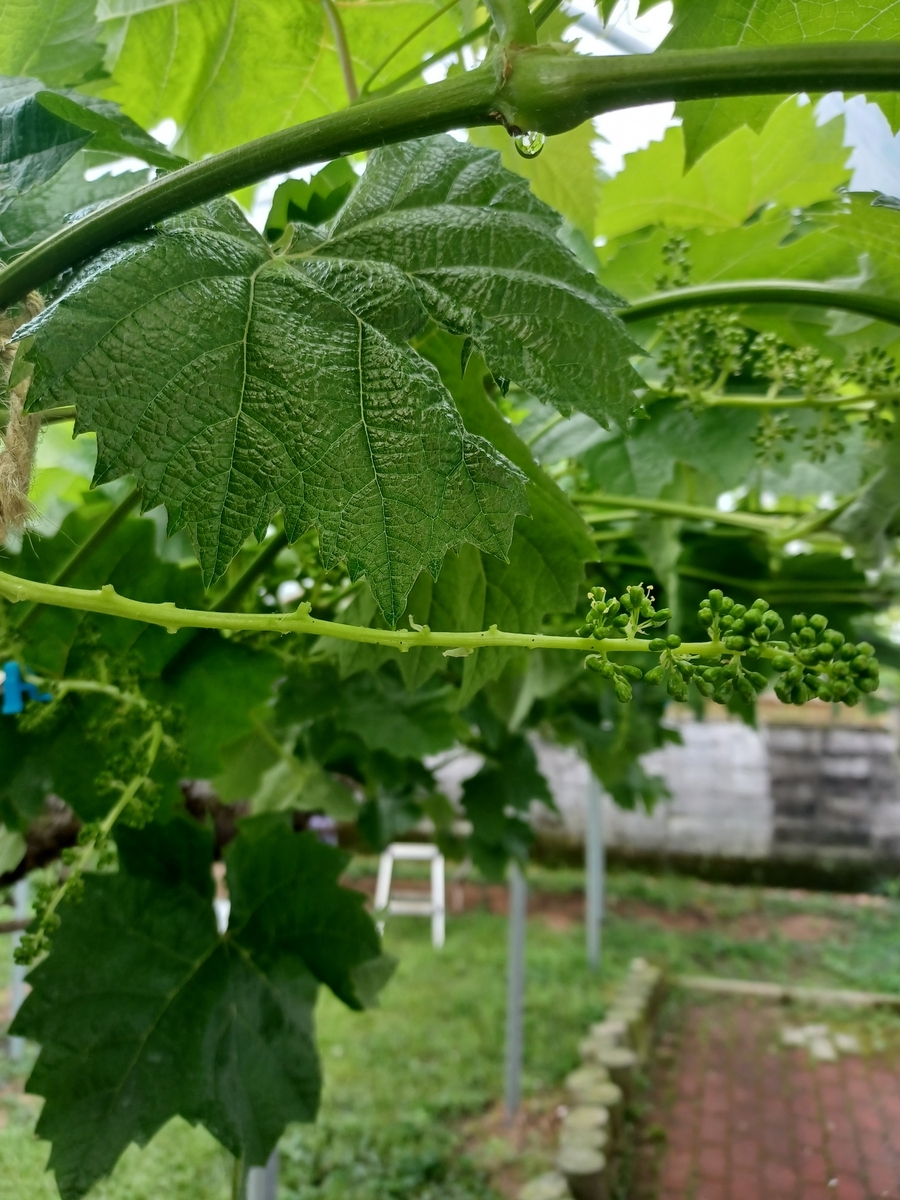 シャインマスカット花穂整形、摘芯、副芽取り - agrapeのブログ
