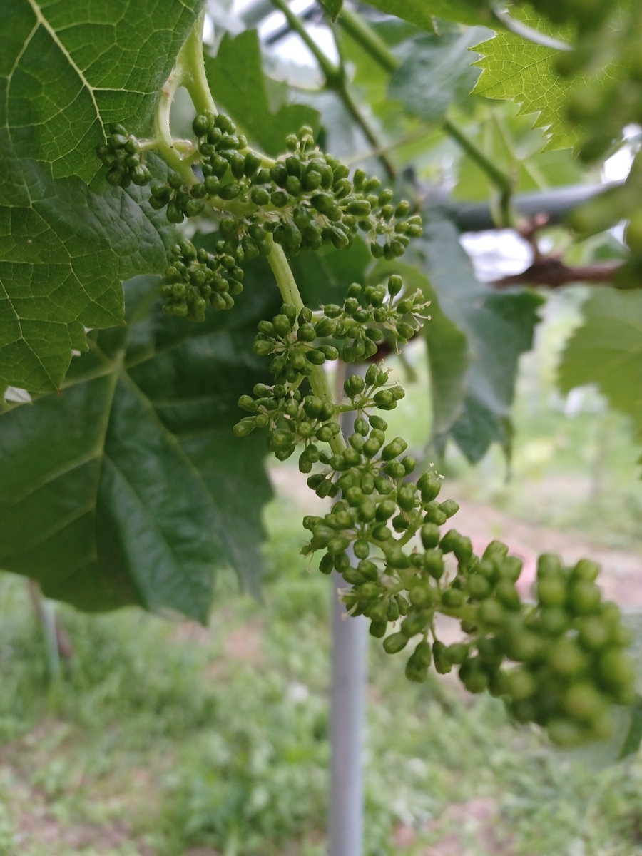 自宅シャインマスカット開花 - agrapeのブログ