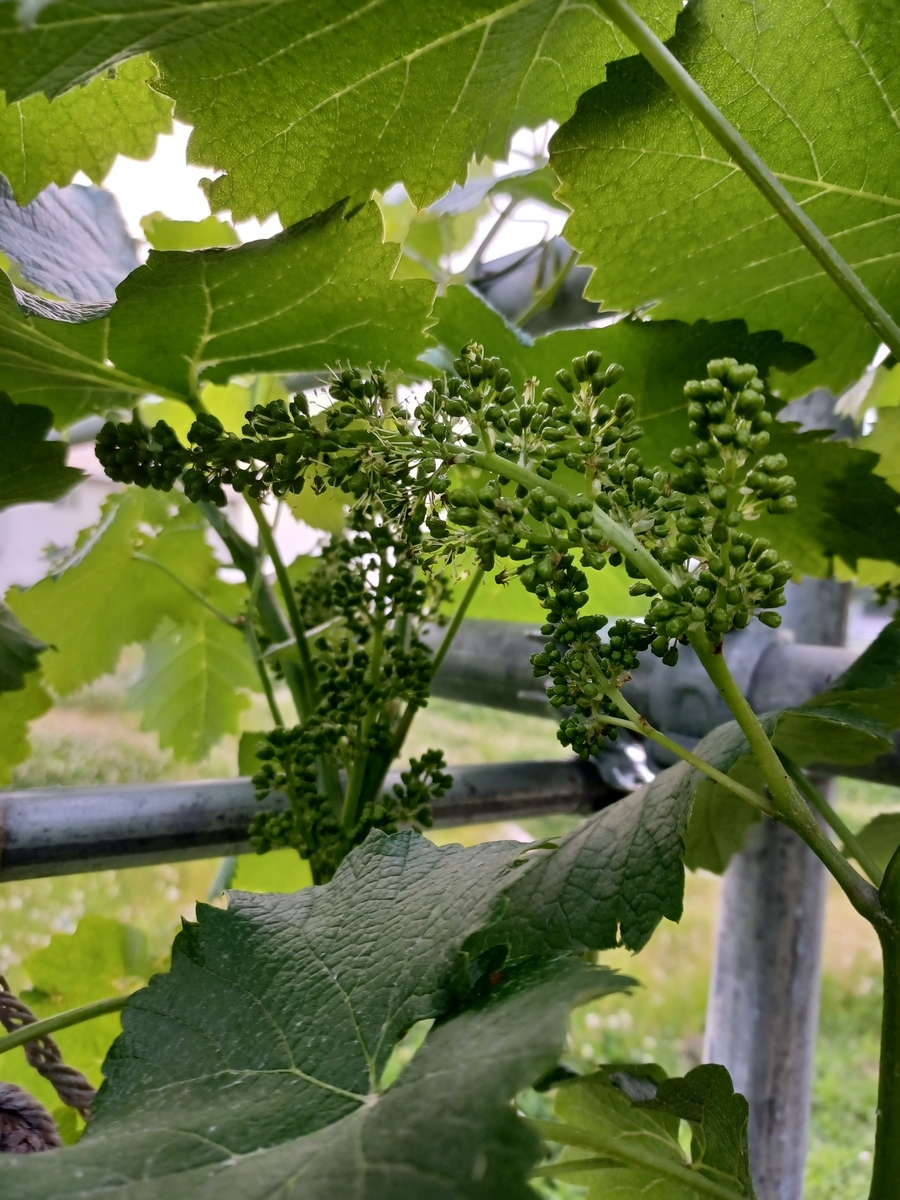 ナガノパープル開花 - agrapeのブログ