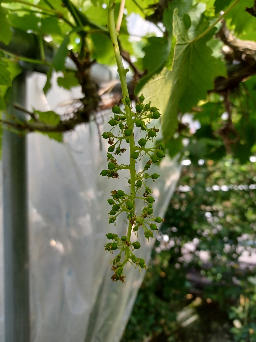 自宅ピオーネ満開 - agrapeのブログ