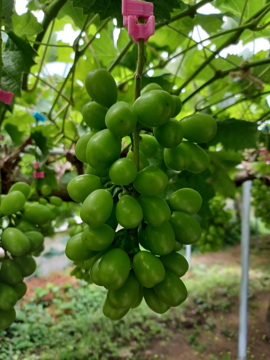実家シャインマスカット、ピオーネ、キングデラ摘粒 - agrapeのブログ
