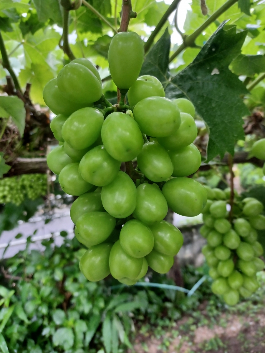 実家シャインマスカット、ピオーネ、キングデラ摘粒終わり - agrapeのブログ