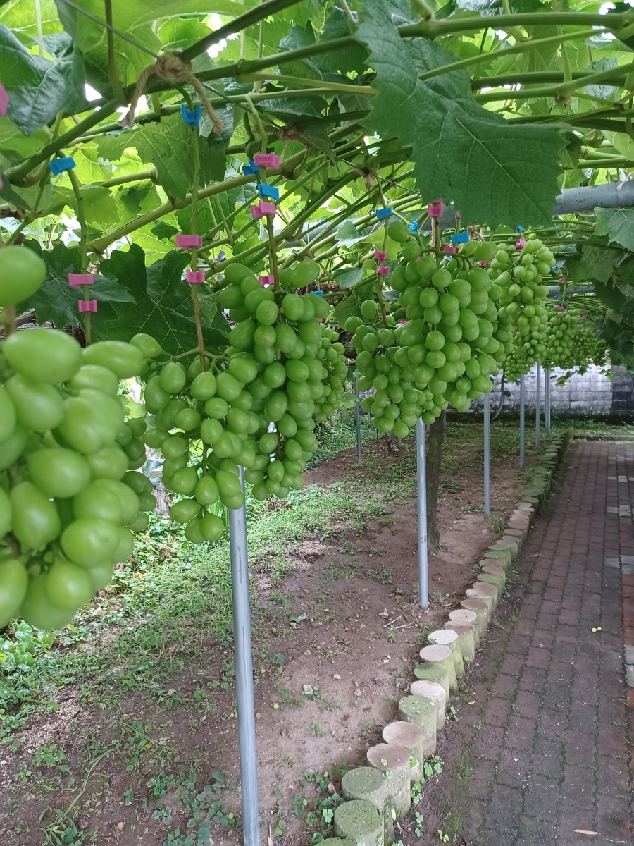 実家シャインマスカット、ピオーネ、キングデラ摘粒終わり - agrapeのブログ