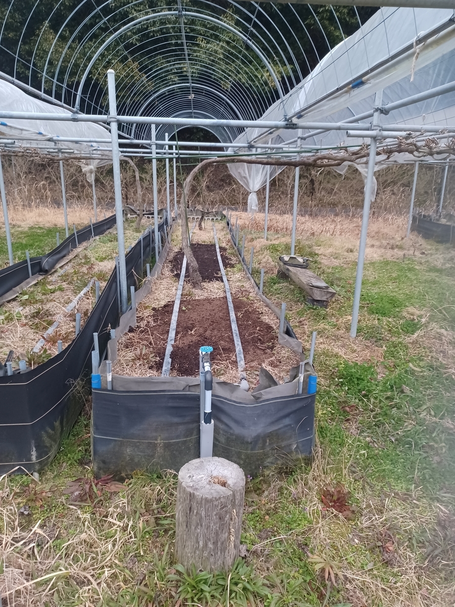 自宅、根域と地植えの元肥え - agrapeのブログ